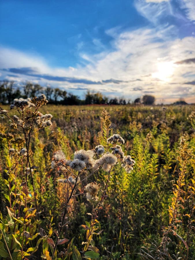 The Farm Fields of Southern Minnesota in Fall Stock Photo - Image of ...