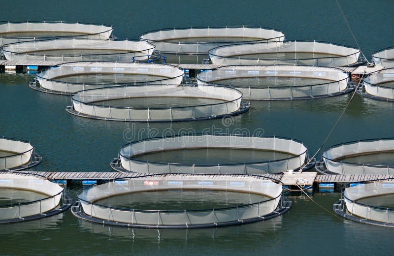 Fish Tsankov Kamak Dam Stock Photos - Free & Royalty-Free Stock Photos ...