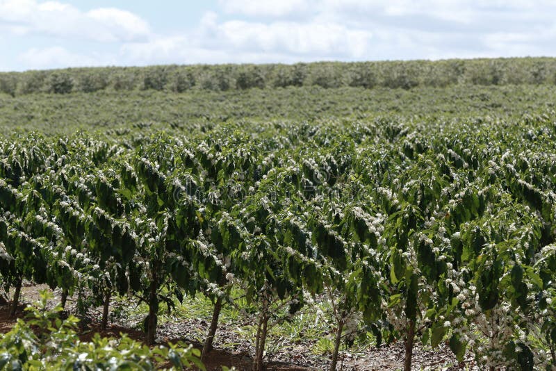 Farm Flowered Coffee Plantation in Brazil Stock Photo - Image of crop ...