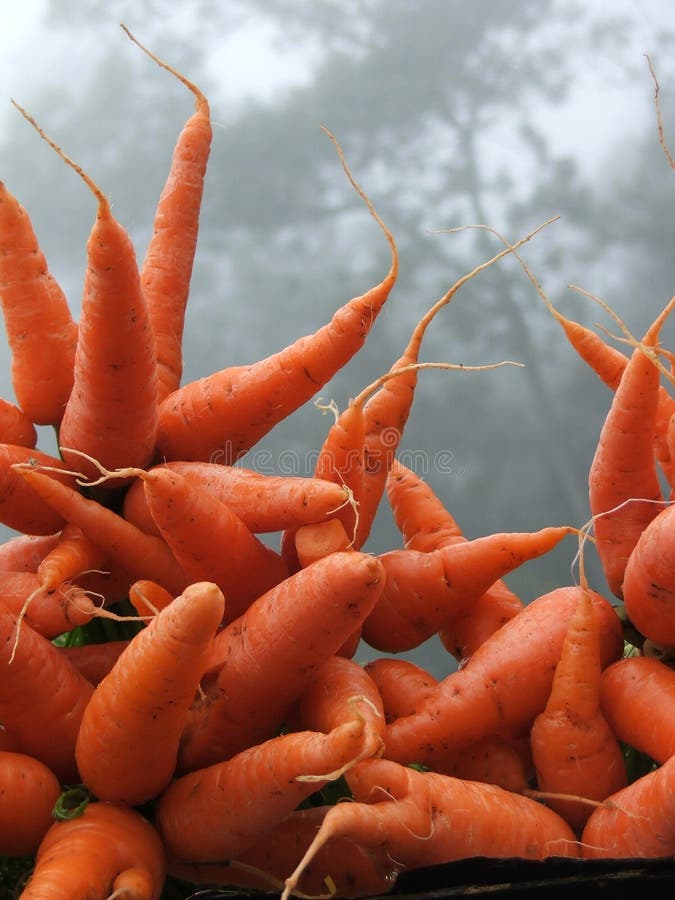 Farm Fresh stock image. Image of food, carrots, fresh, vegetables - 384031