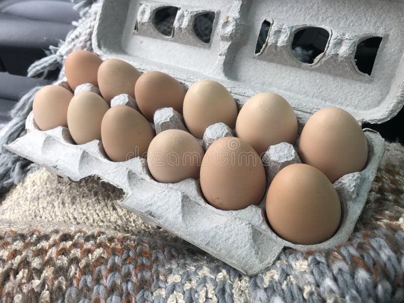 Fresh Farm Chicken Eggs stock photo. Image of farming - 20866816