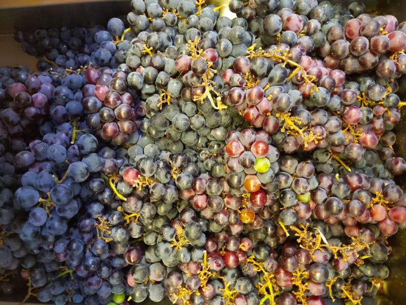 Farm Fresh Grapes from India Stock Photo - Image of grapes, farm: 170779690