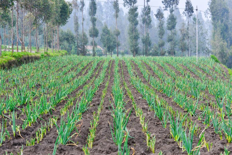 Farm fresh organic leek stock photo. Image of garlic - 79743242
