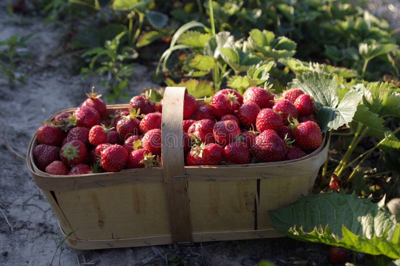Farm Fresh Picked Strawberries Stock Image - Image of plant, farm: 46915491