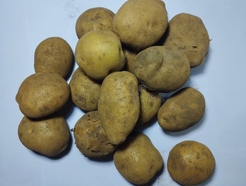 Fresh Potatoes from the Farm Stock Photo - Image of cooking, crisp ...