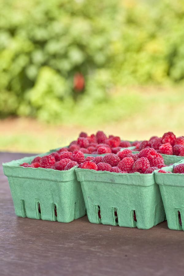 Farm Fresh Raspberries stock image. Image of healthy - 23921479
