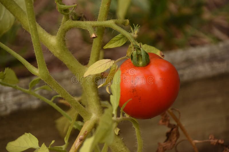 Farm Fresh Red Tomato Growing on a Plant Stock Photo - Image of ...