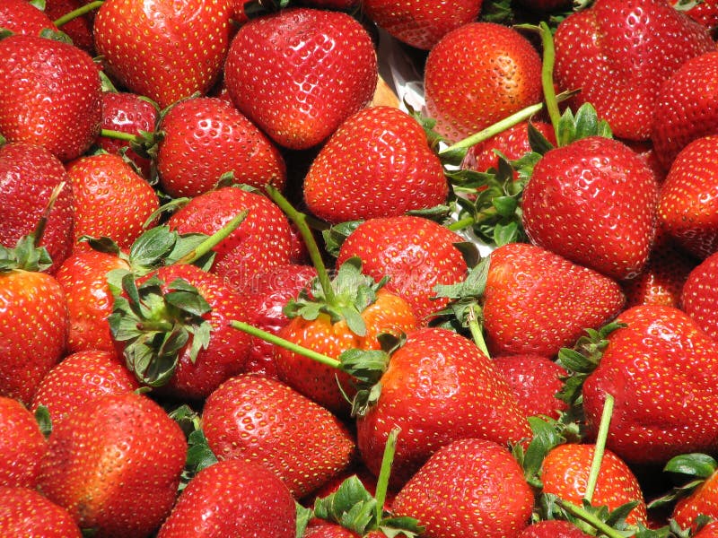 Farm Fresh Strawberries stock photo. Image of farm, pick - 73648172
