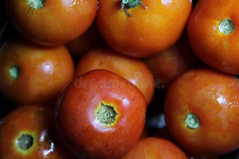 Farm fresh tomatoes stock image. Image of healthy, agriculture - 164473987
