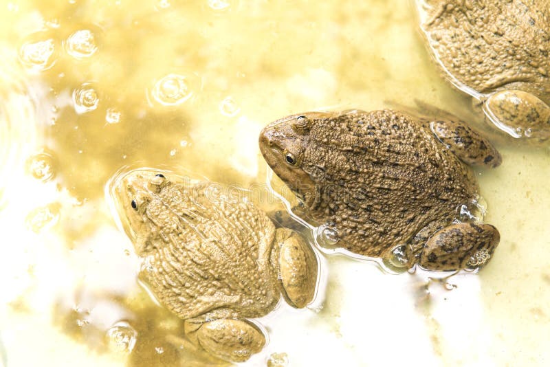 Farm frog stock photo. Image of frog, pond, perezi, grafi - 79603642