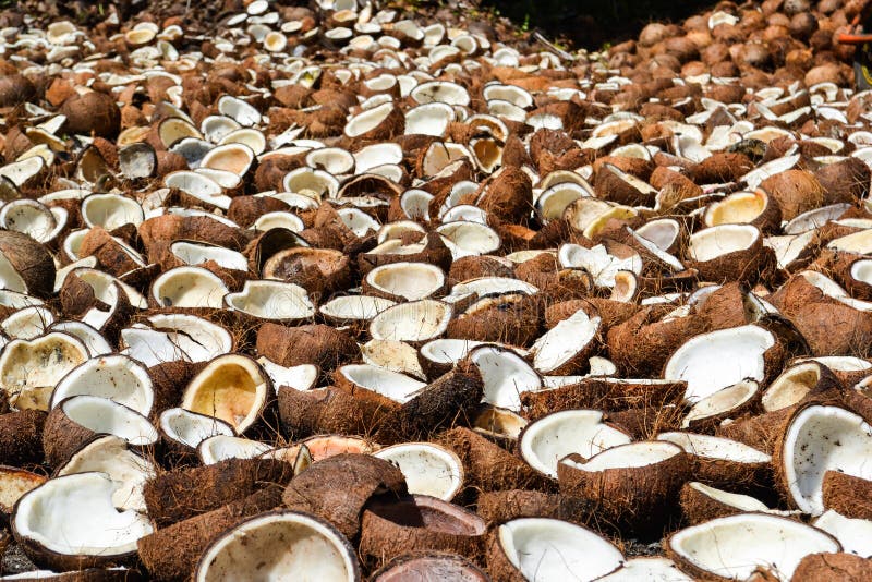 A Farm Full of Coconut and Shells Stock Image - Image of healthy ...