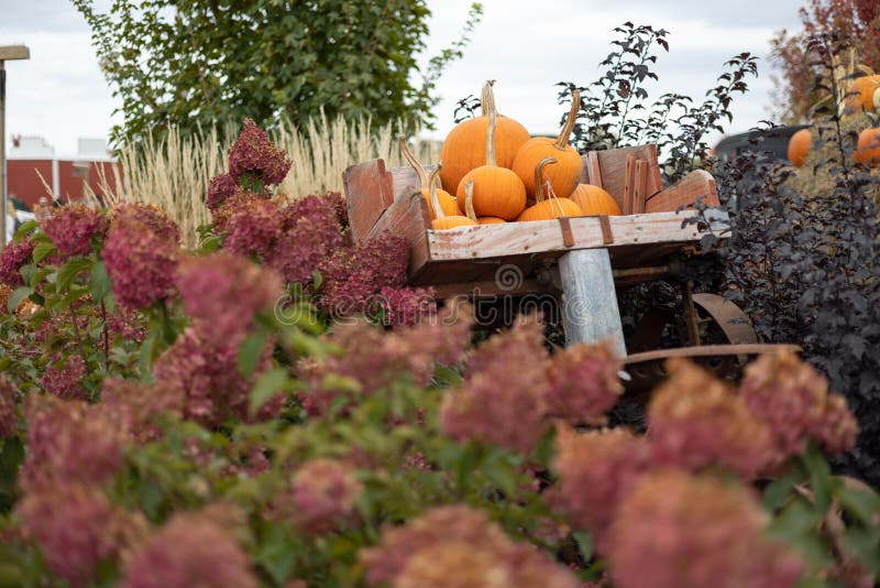 Farm Full of Hydrangea Paniculata and Pumpkins Stock Photo - Image of ...