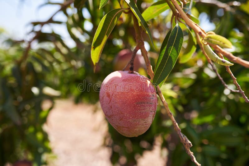 A Farm Garden of Mango Trees among the Hills in Israel. Stock Image ...