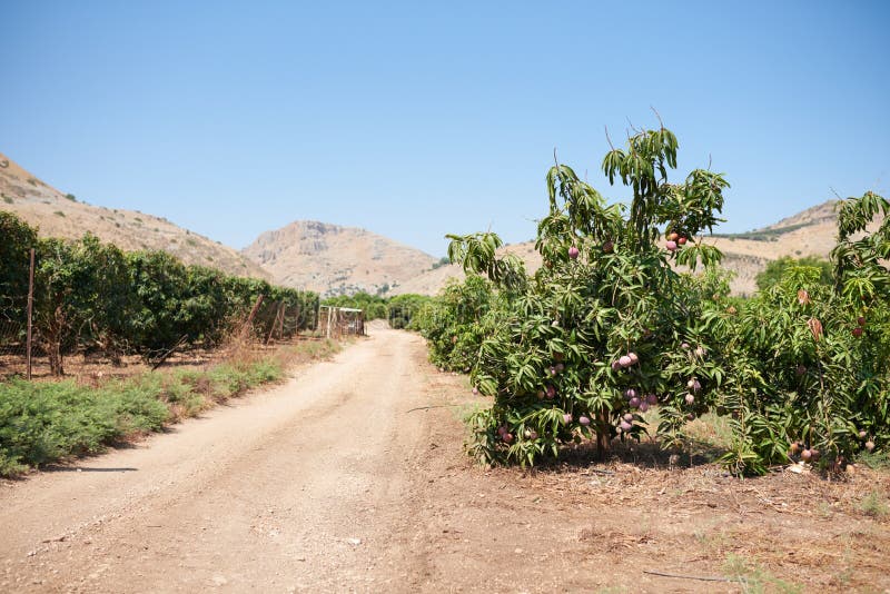 A Farm Garden of Mango Trees among the Hills in Israel. Stock Image ...