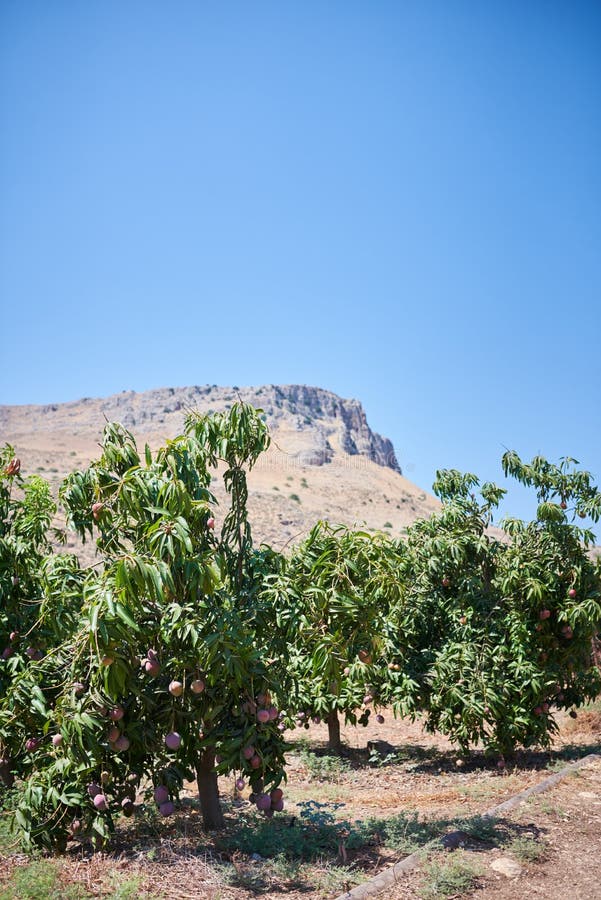 A Farm Garden of Mango Trees among the Hills in Israel. Stock Image ...