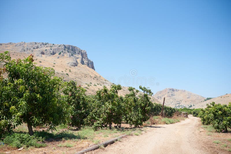A Farm Garden of Mango Trees among the Hills in Israel. Stock Image ...