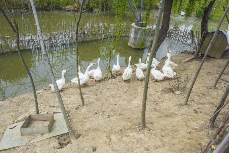 Farm geese editorial stock image. Image of group, agriculture - 91004024