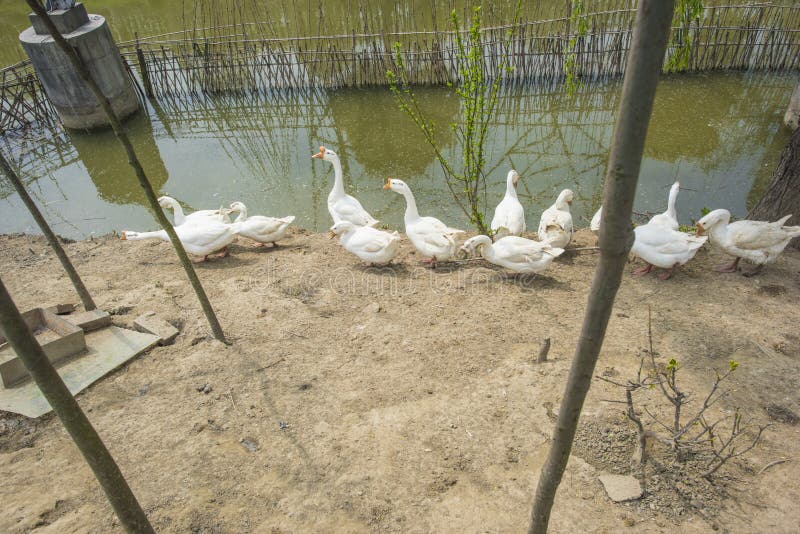 Farm geese editorial image. Image of agriculture, group - 91004810