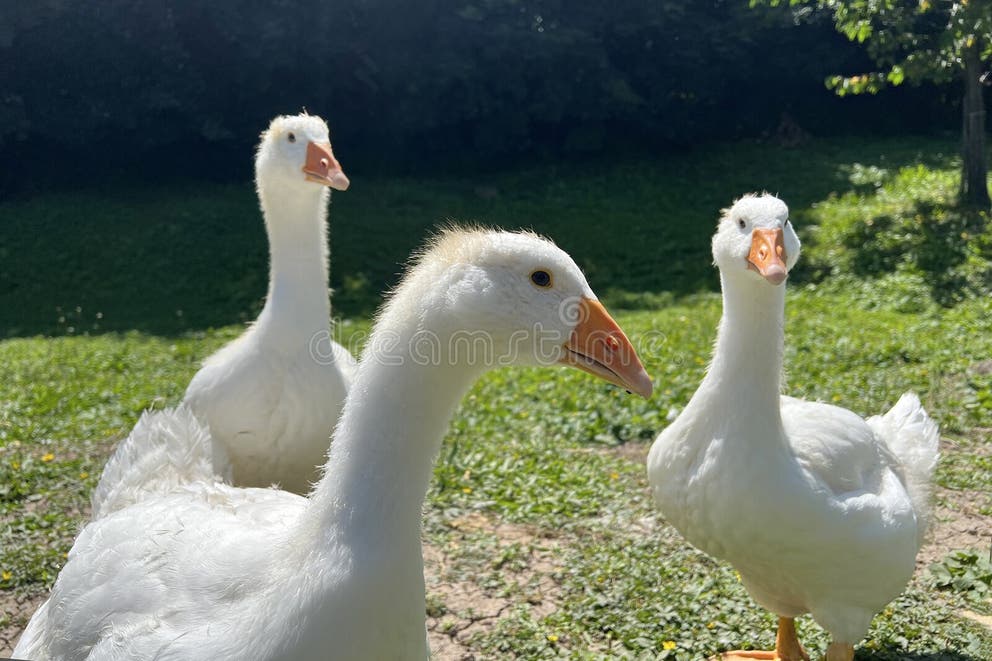 Farm geese on a lawn stock image. Image of bird, beautiful - 388024547