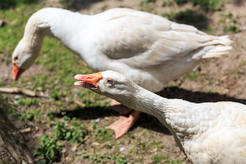 Farm Geese stock photo. Image of bird, rural, nature - 66540352