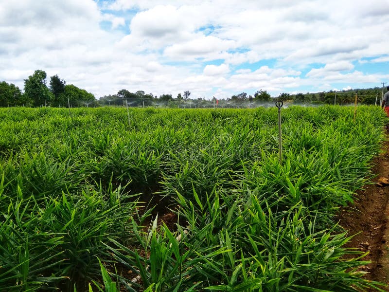 A Farm of Ginger. Ginger Field Stock Image - Image of field ...