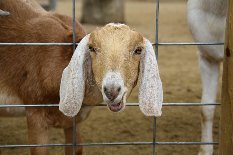 Farm Goat with Head through Fence Stock Image - Image of fence, billy ...