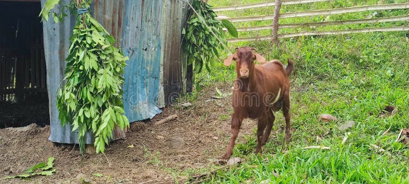 Farm Goat stock image. Image of land, accommodation - 247154835