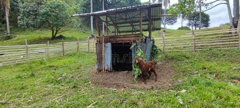 Farm Goat stock image. Image of philippines, foos, path - 247154841