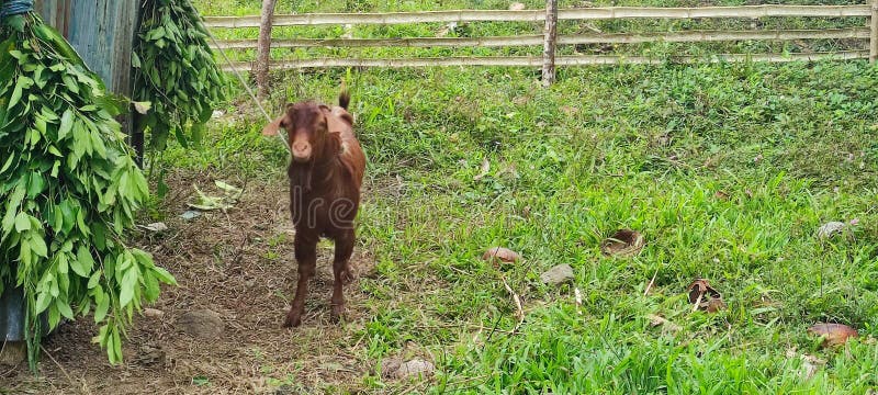 Farm Goat stock image. Image of davao, food, goat, philippines003 ...