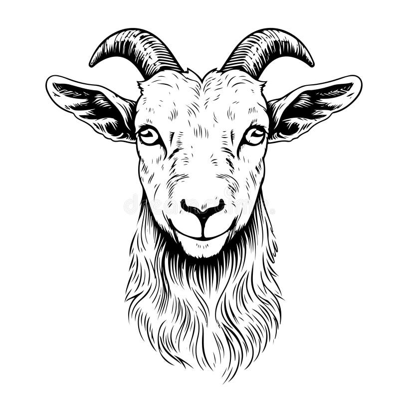 Farm Goat Portrait Hand Drawn Sketch Farm Stock Image - Image of sheep ...