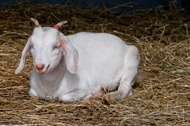 Farm Goat Resting After Meal Stock Photo - Image of nature, agriculture ...
