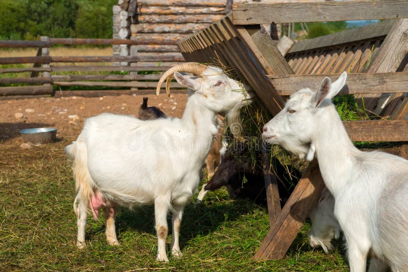 Goats Eating Argan Fruits, Essaouira Morocco Stock Photo - Image of ...