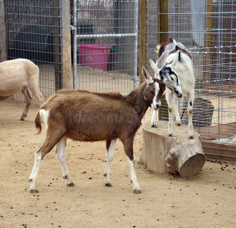 Farm Goats Ramming Heads stock photo. Image of grain, fence - 748428