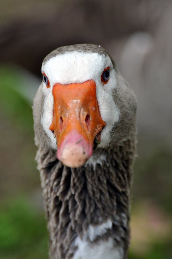 Goose eyes stock image. Image of view, macro, bird, white - 5595211