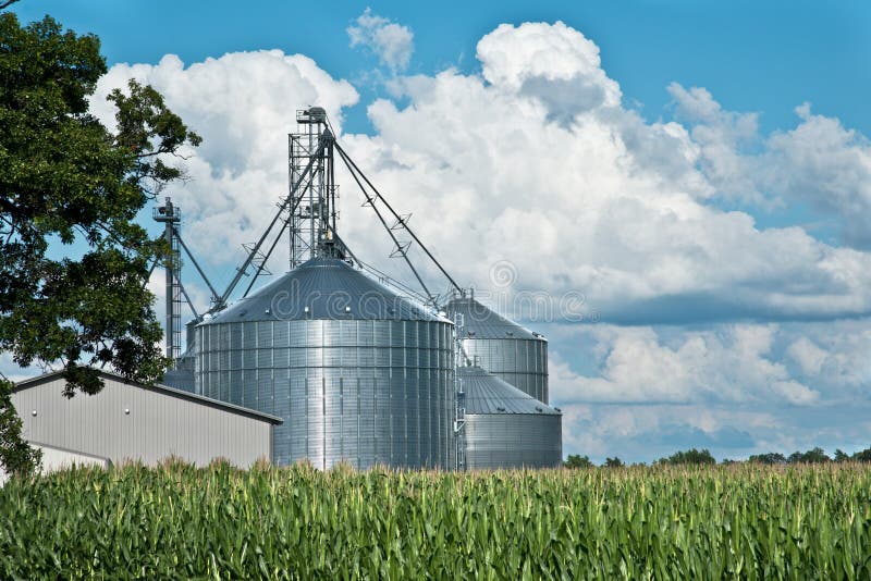 Farm Grain Bins / Silos with Cornfield and Sky Stock Photo - Image of ...