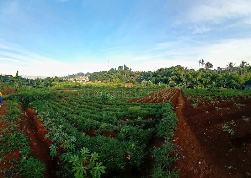 Farm Green Vegetation Garden Stock Photo - Image of crop, plantation ...