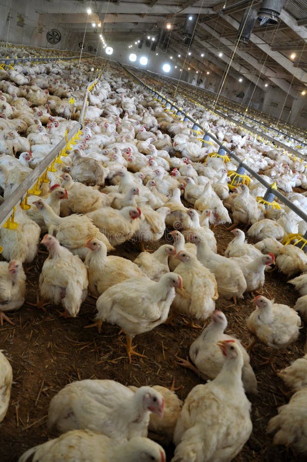 Farm for Growing Broiler Chickens Stock Image - Image of drink ...
