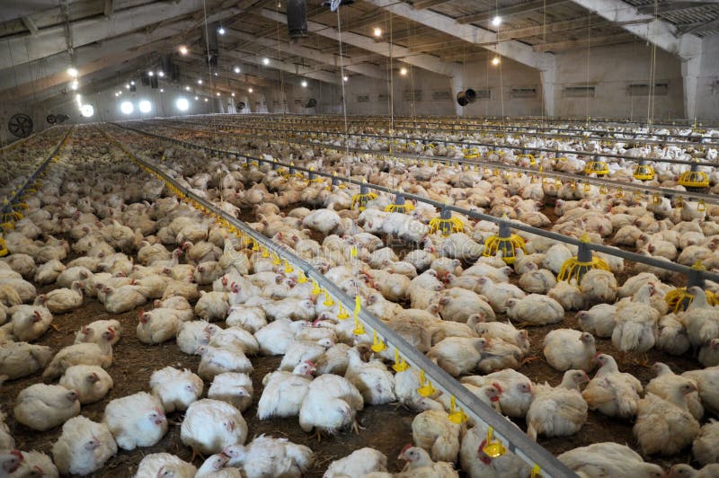 Farm for Growing Broiler Chickens Stock Photo - Image of farm ...