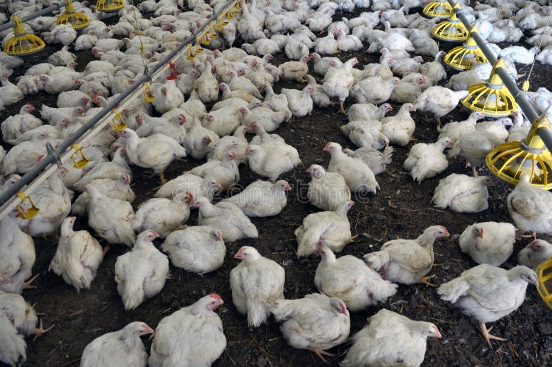 Farm for Growing Broiler Chickens Stock Image - Image of food, business ...