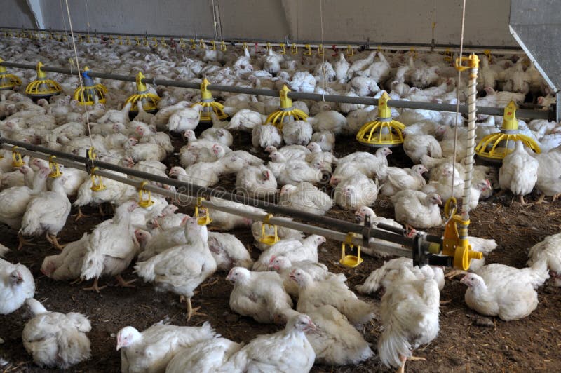 Farm for Growing Broiler Chickens Stock Photo - Image of feeding ...