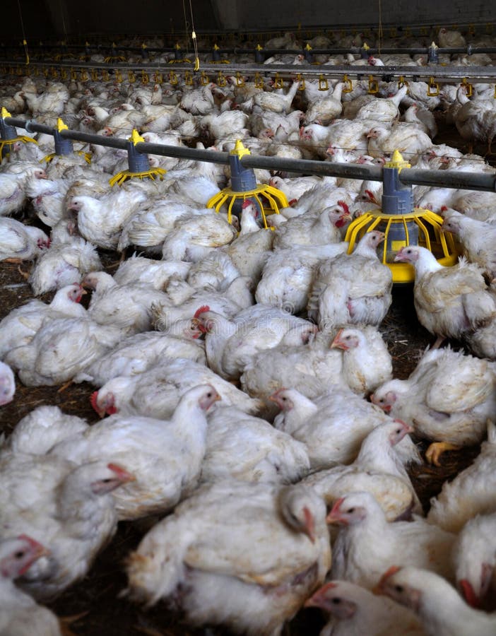 Farm for Growing Broiler Chickens_8 Stock Image - Image of poultry ...