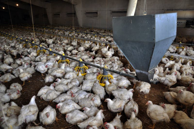 Farm for Growing Broiler Chickens_9 Stock Image - Image of wealth ...