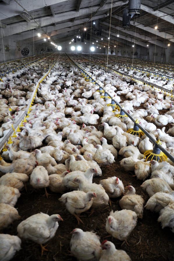 Farm for Growing Broiler Chickens_5 Stock Photo - Image of agribusiness ...