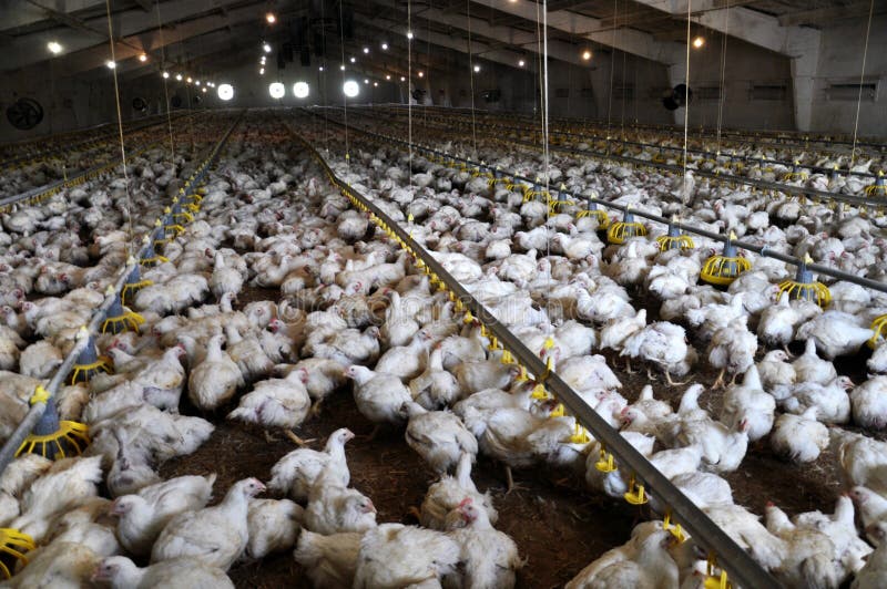 Farm for Growing Broiler Chickens_8 Stock Image - Image of agriculture ...