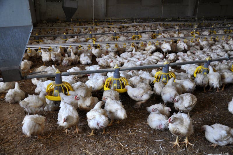 Farm for Growing Broiler Chickens_2 Stock Image - Image of chickens ...