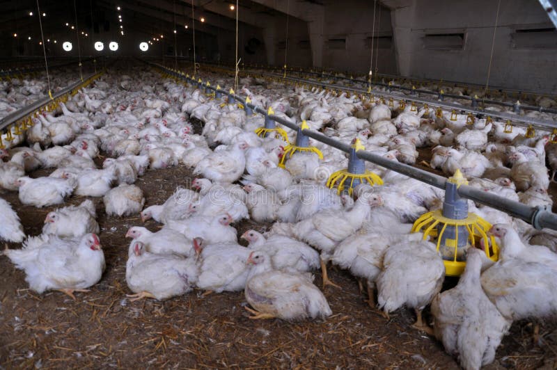 Farm for Growing Broiler Chickens_4 Stock Photo - Image of chicken ...