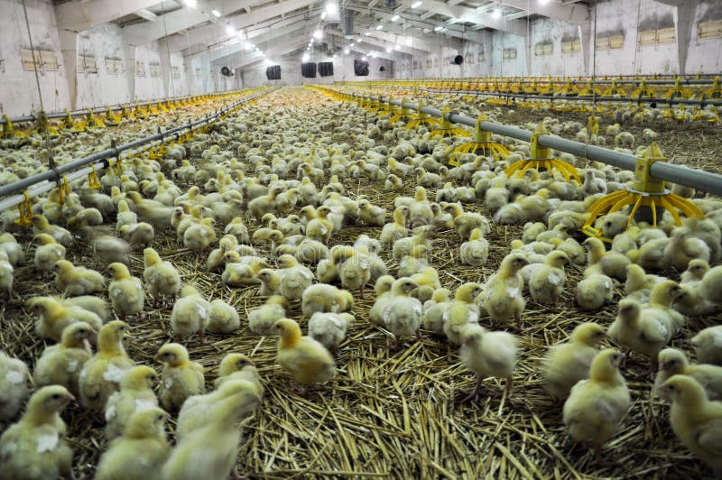 Broiler Chicken Days Photos - Free & Royalty-Free Stock Photos from ...