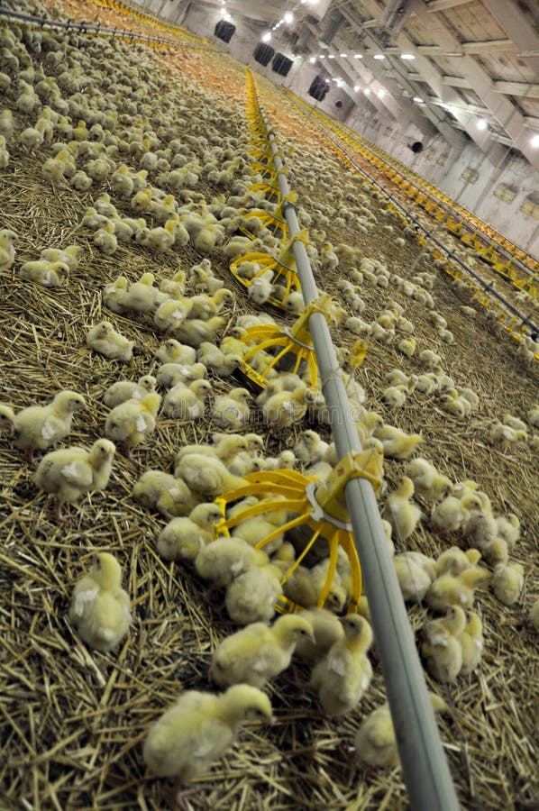 Farm for Growing Broiler Chickens_18 Stock Photo - Image of market ...