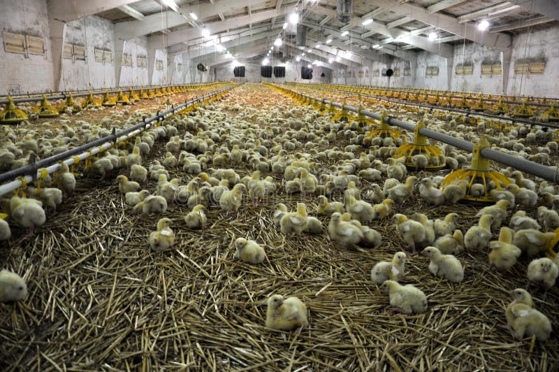 Farm for Growing Broilers_4 Stock Image - Image of poultry ...