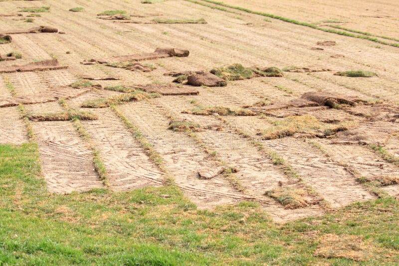 Farm growing new turf stock image. Image of turf, garden - 24267017